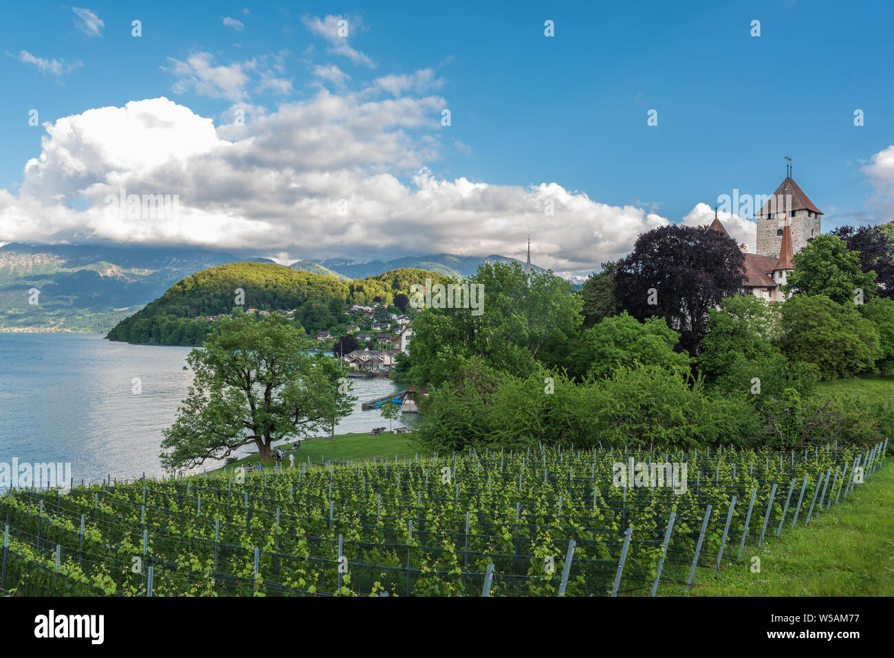 Spiez castle on lake Thun, Spiez, Bernese Oberland, Switzerland, Europe ...
