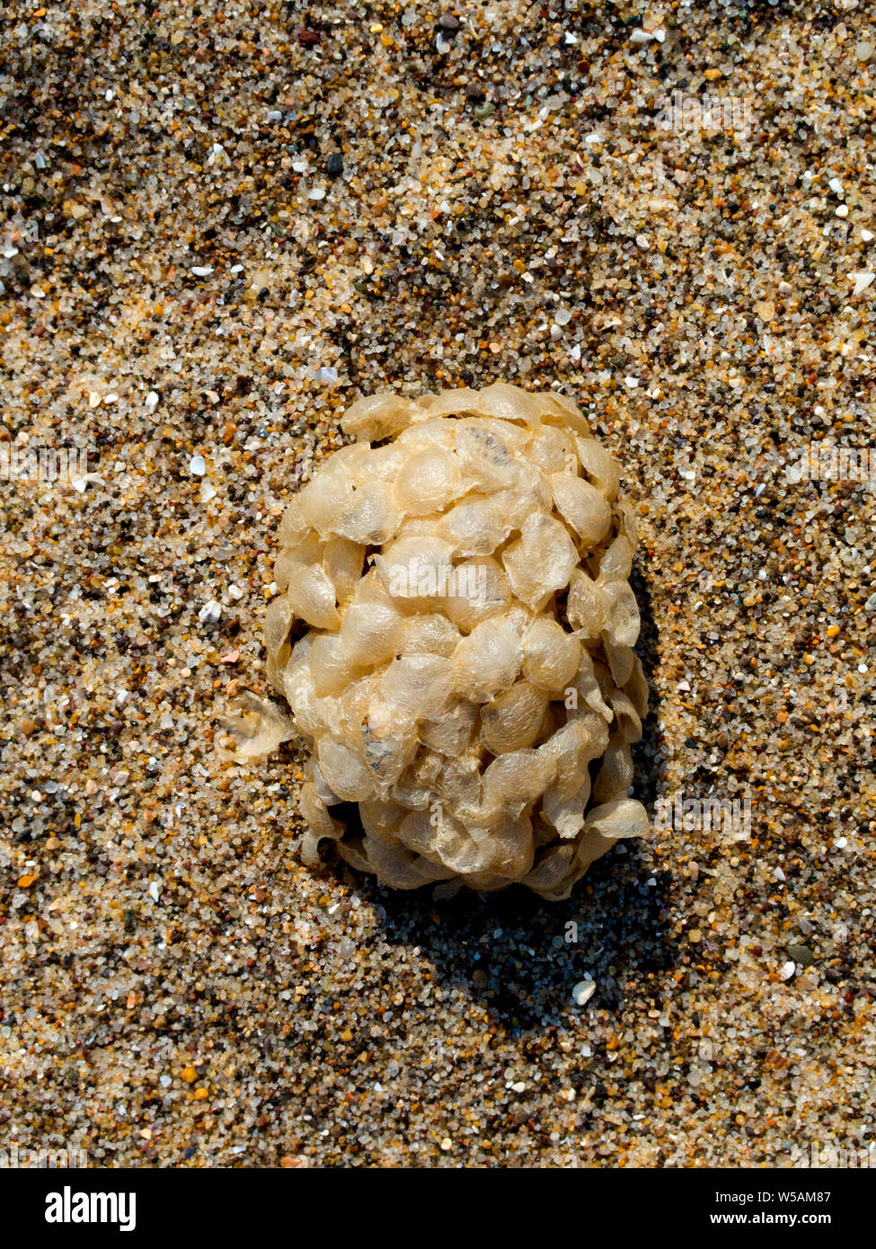 Whelk egg case hi-res stock photography and images - Alamy