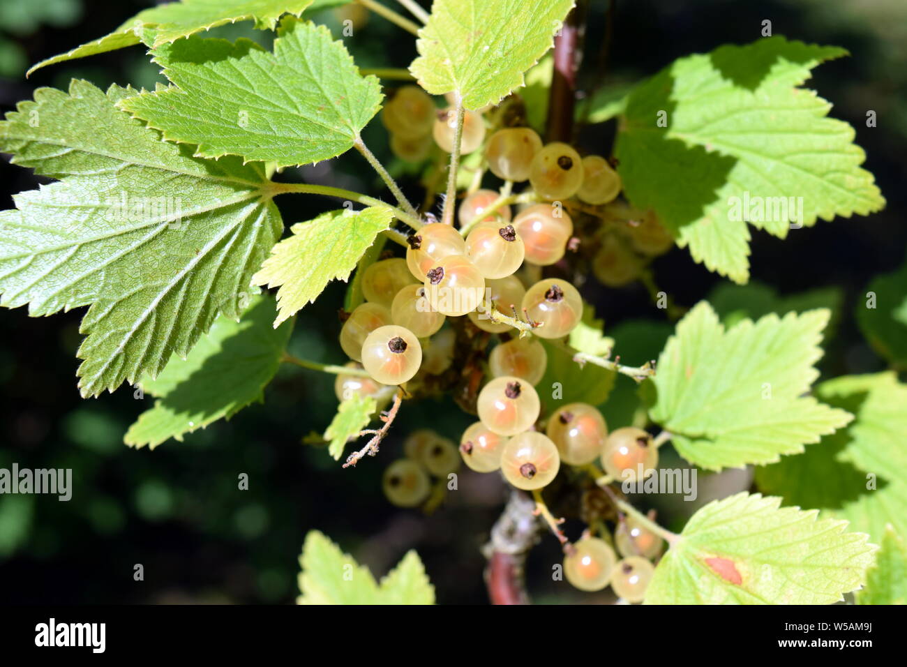 White currant berries Stock Photo - Alamy