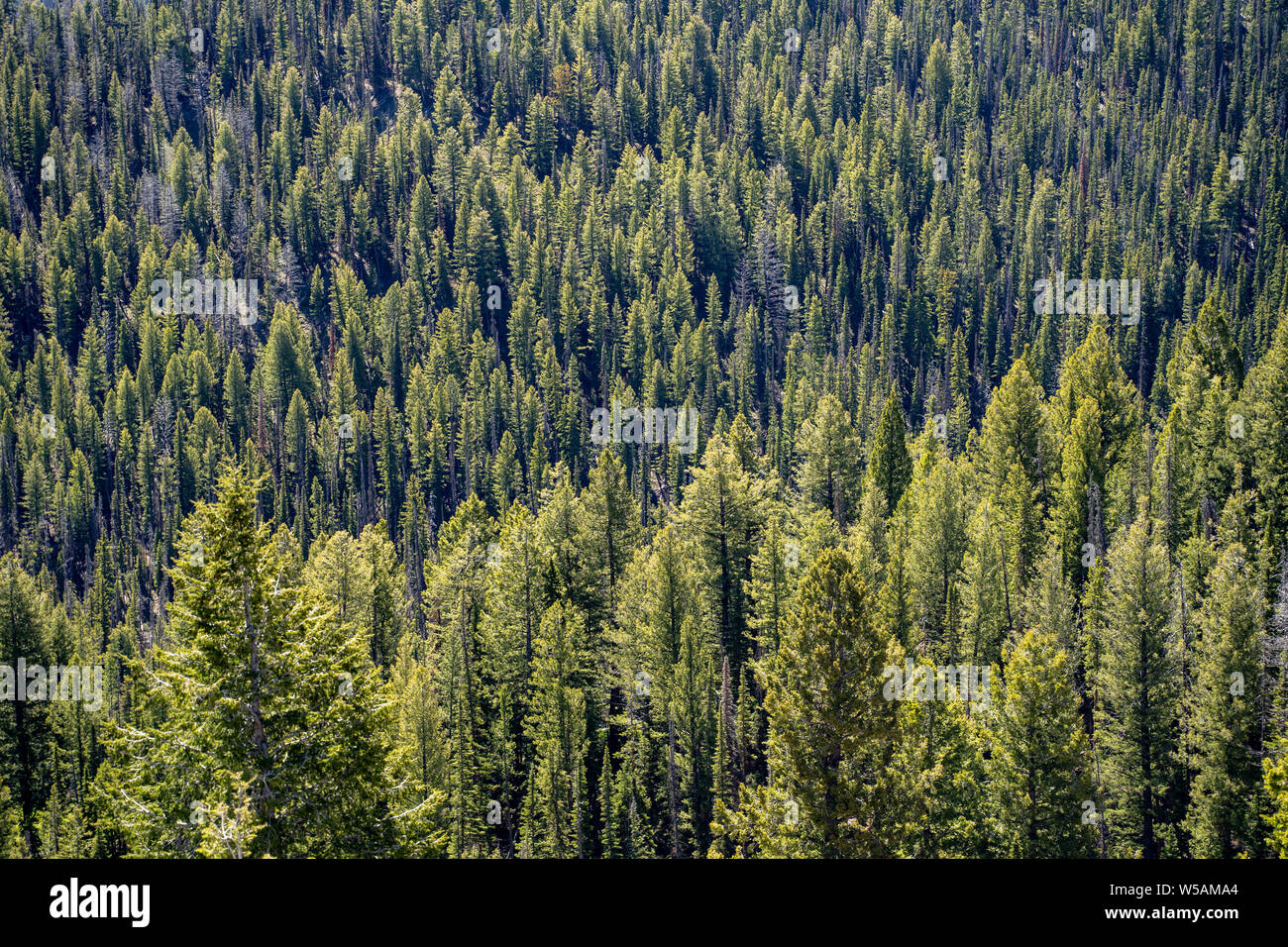 Dense, rugged forest of Ponderosa Pines in the Sawtooth Wilderness ...