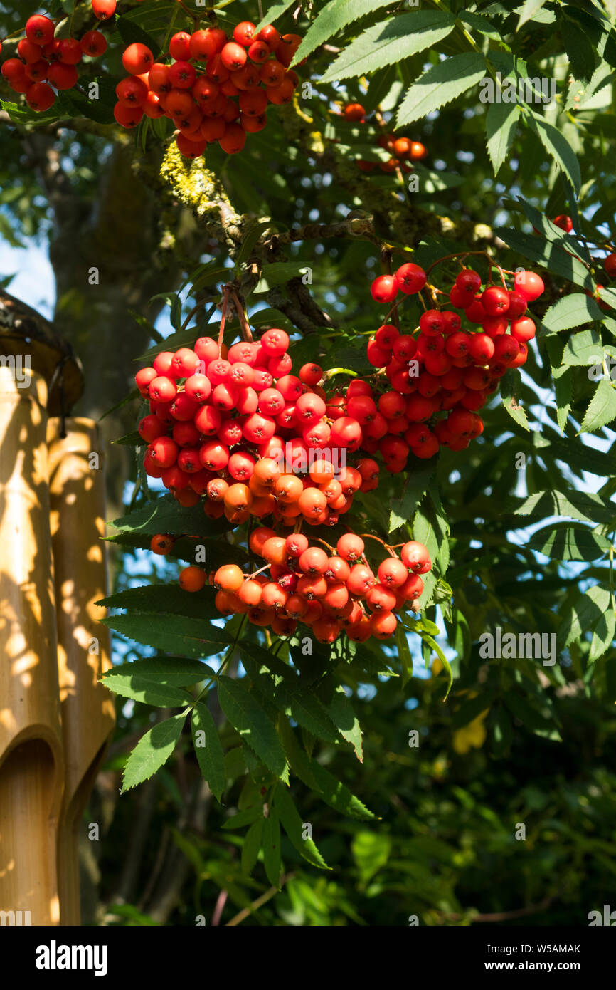 Rowan tree berries Stock Photo - Alamy