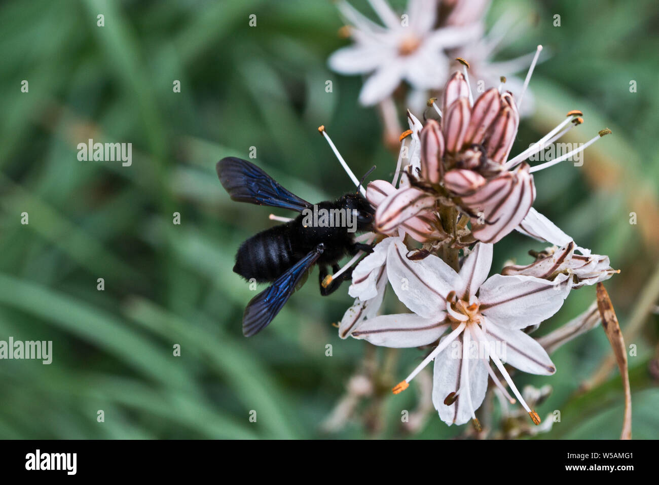 flowers of nature Stock Photo - Alamy