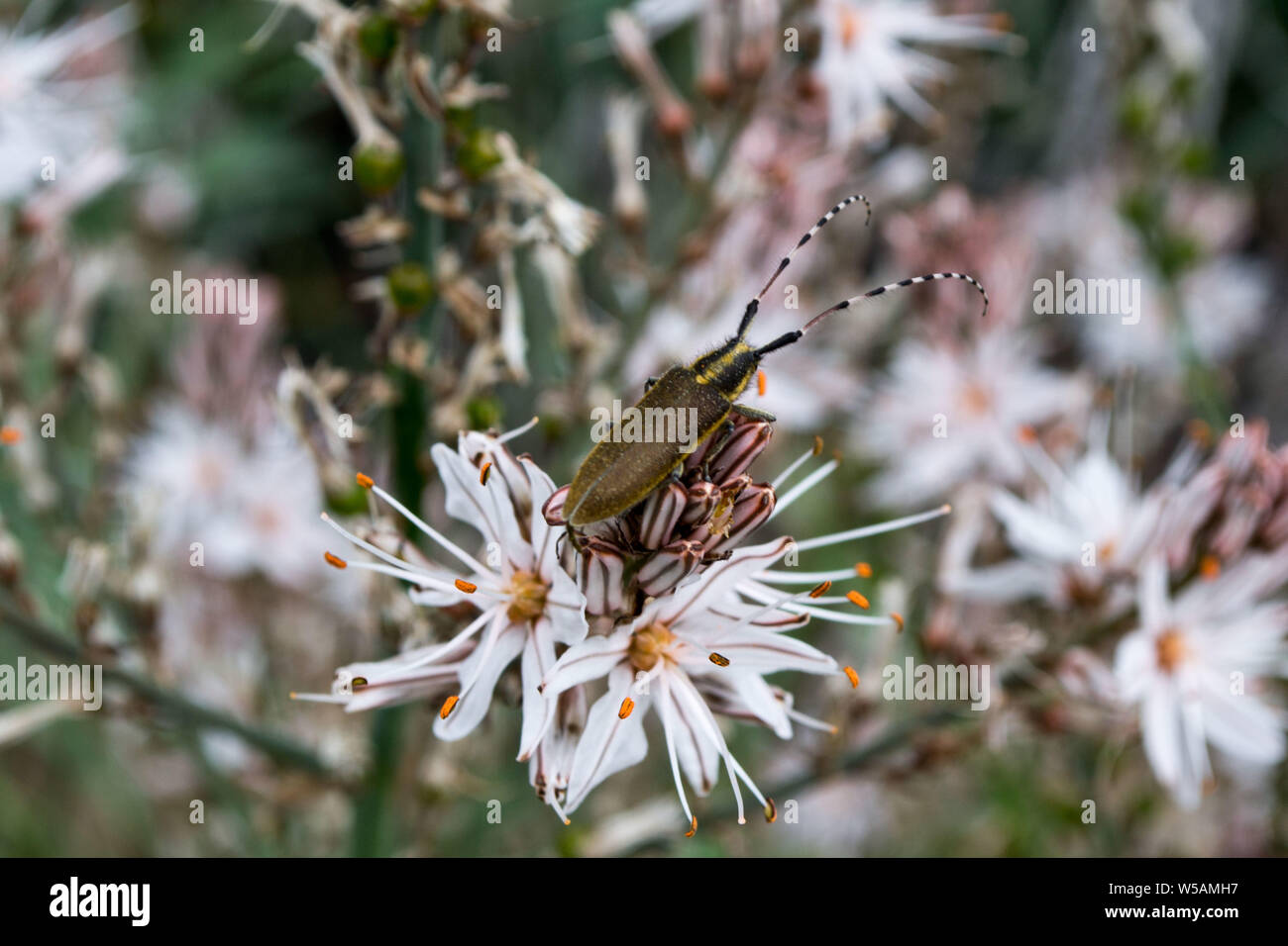 flowers of nature Stock Photo - Alamy