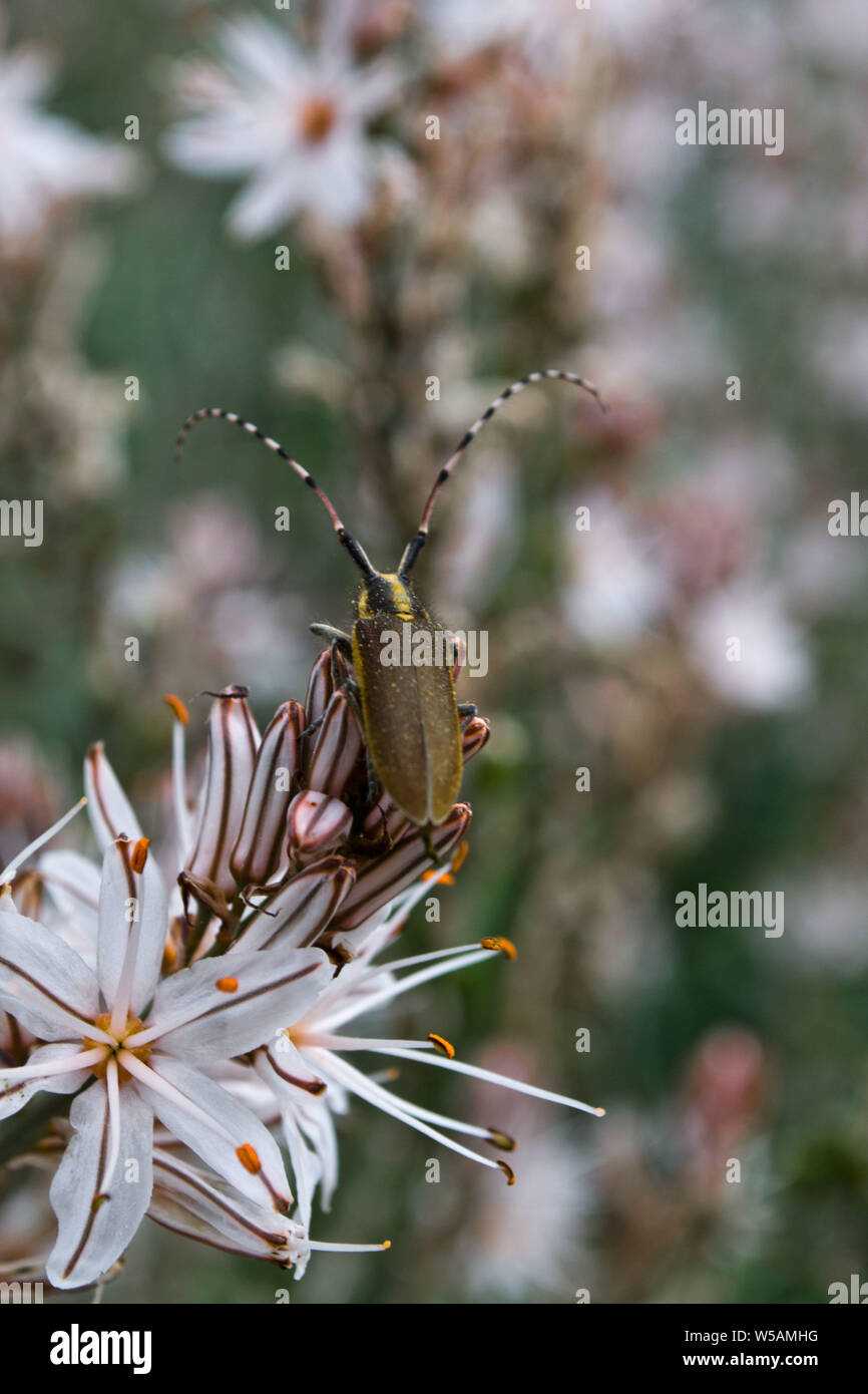 flowers of nature Stock Photo - Alamy