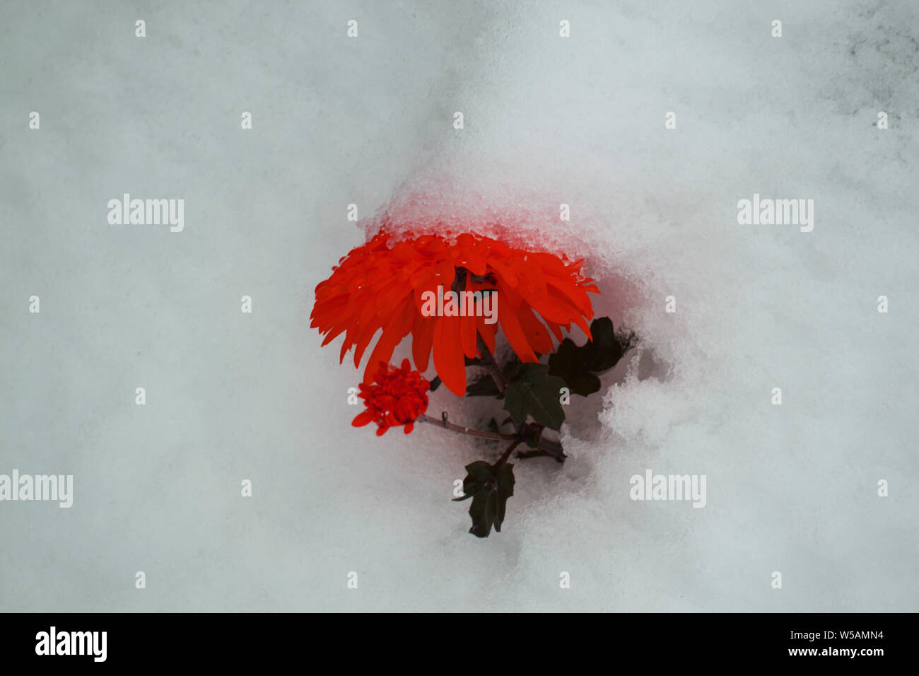 flowers of nature Stock Photo - Alamy