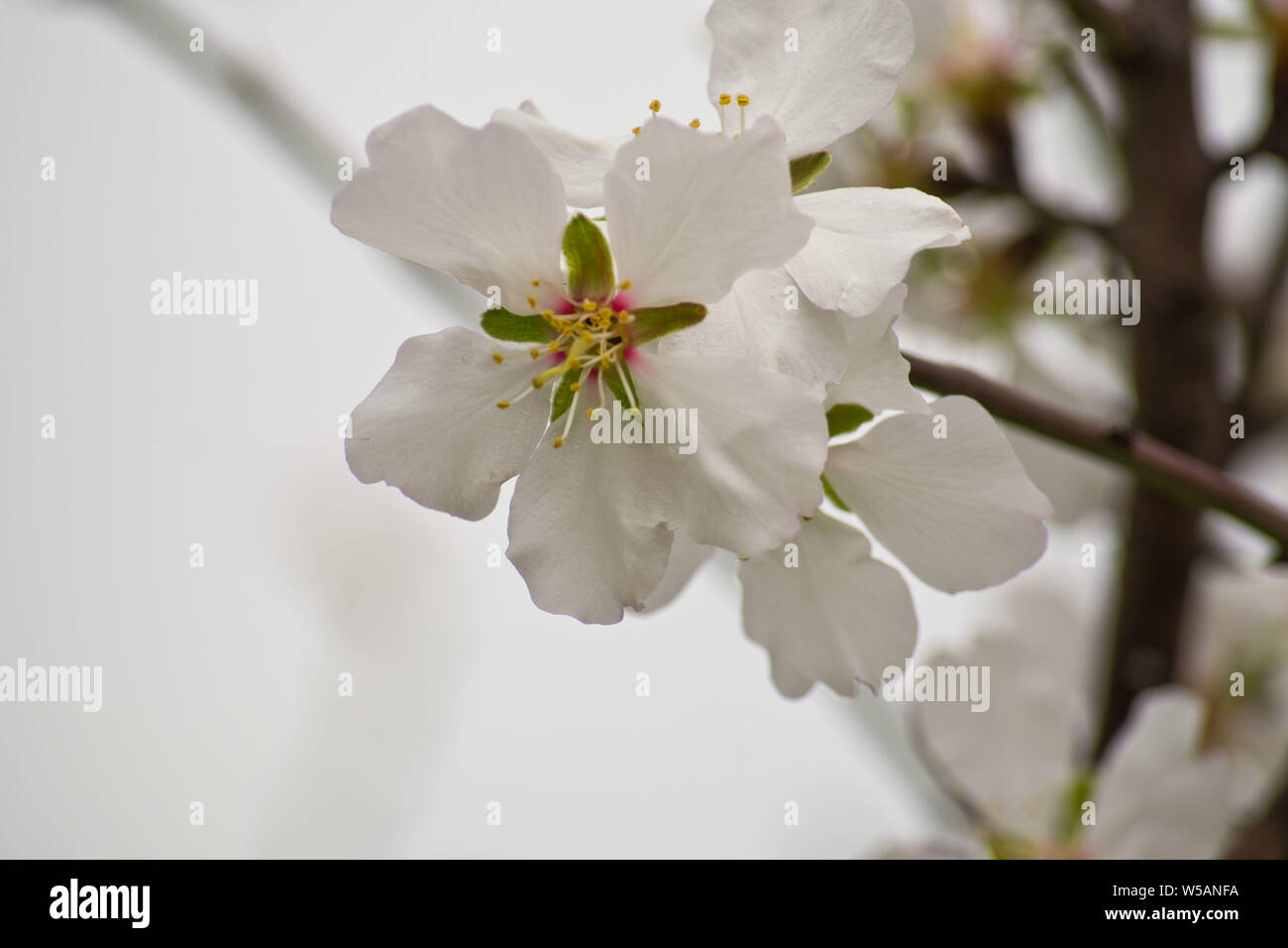 flowers of nature Stock Photo - Alamy