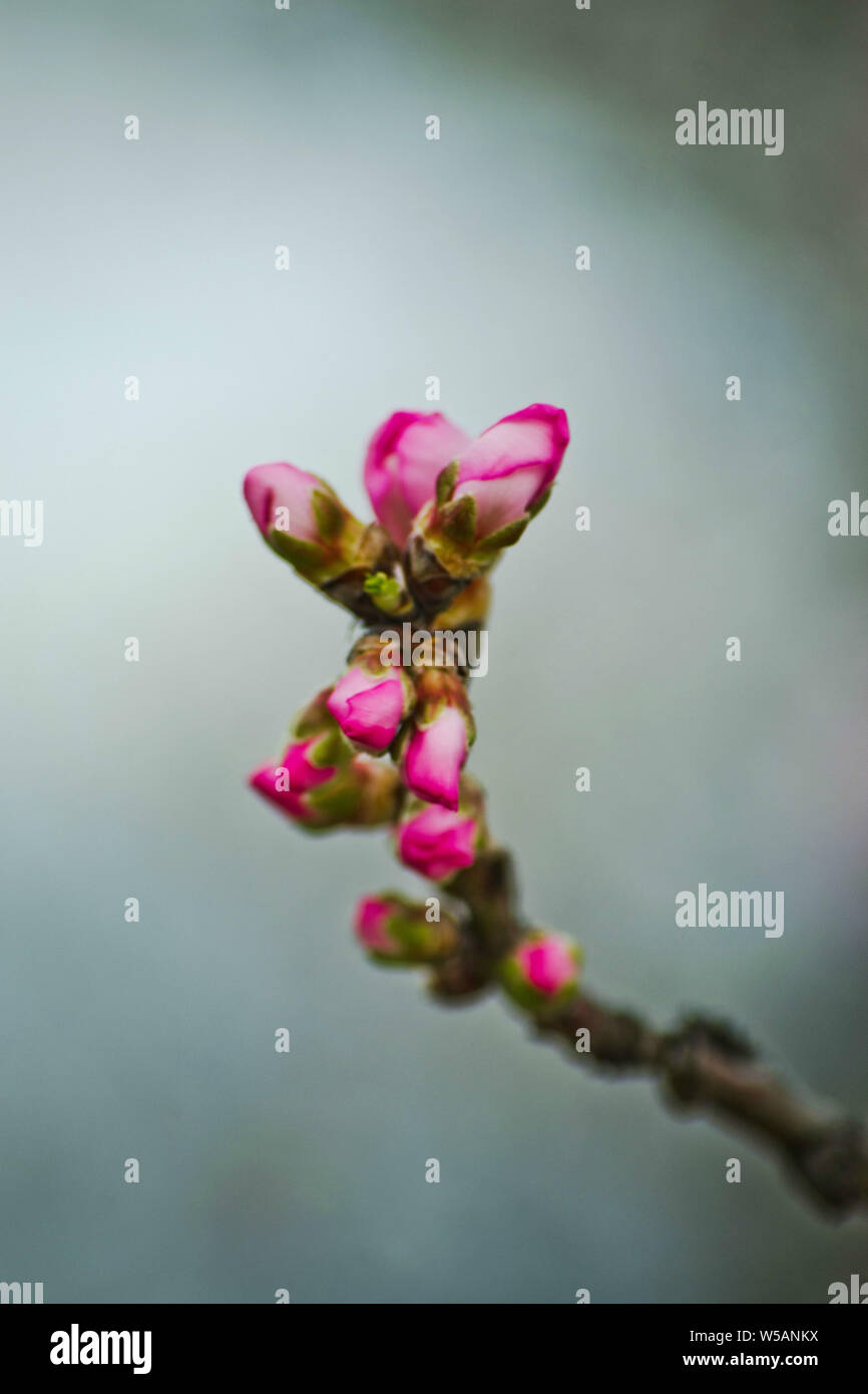 flowers of nature Stock Photo - Alamy