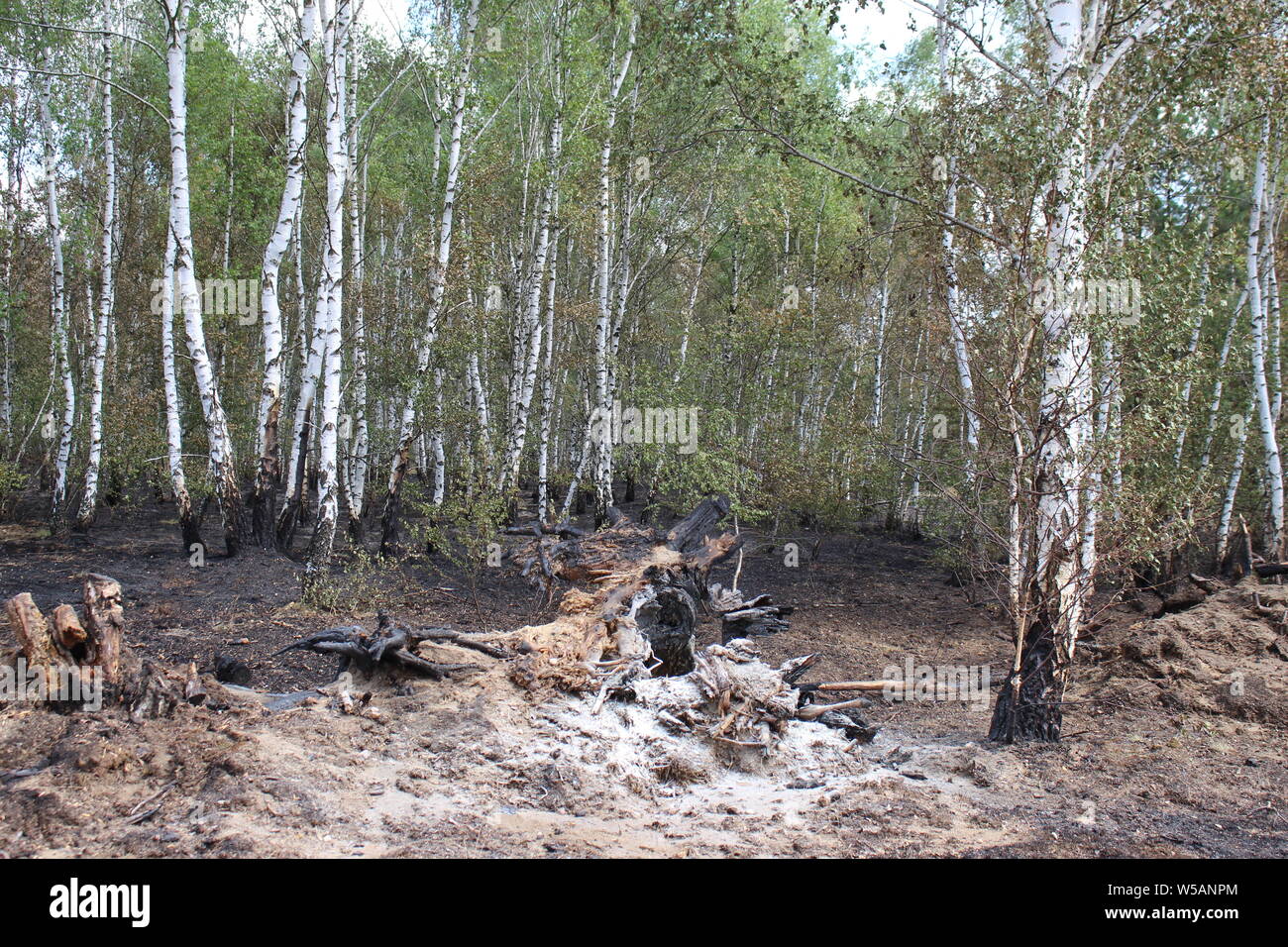 Burnt out forest hi-res stock photography and images - Alamy