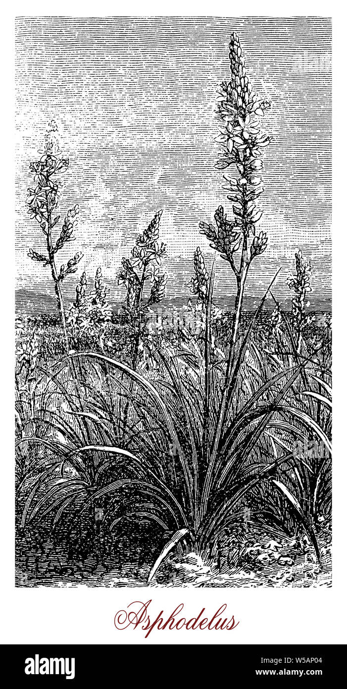 Native plant garden in Cut Out Stock Images & Pictures - Alamy