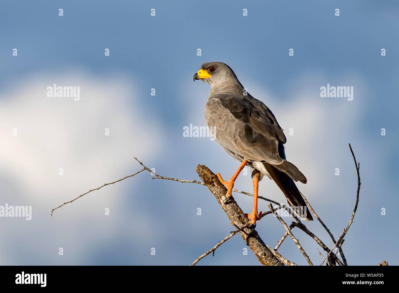 Eastern Chanting Goshawk (Melierax poliopterus), Tsavo West National ...