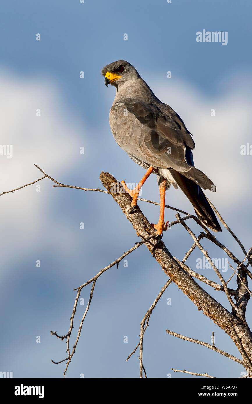 Eastern Chanting Goshawk (Melierax poliopterus), Tsavo West National ...