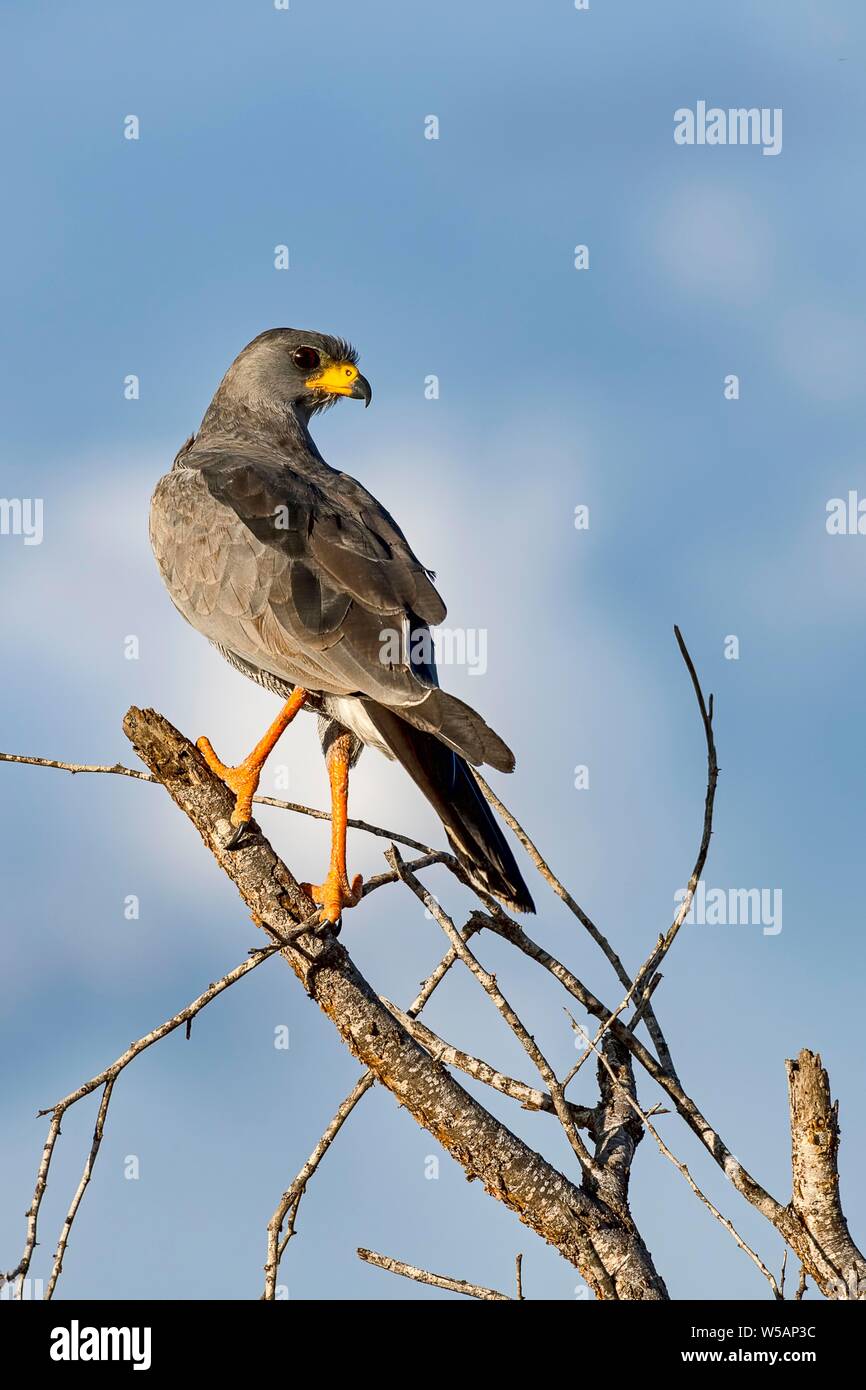 Eastern Chanting Goshawk (Melierax poliopterus), Tsavo West National ...