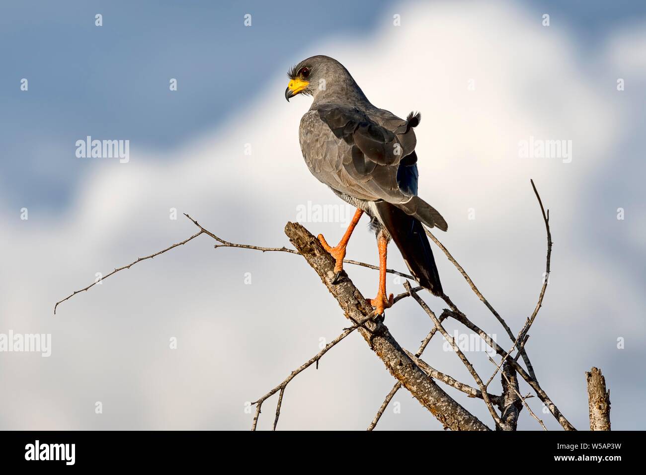 Eastern Chanting Goshawk (Melierax poliopterus), Tsavo West National ...