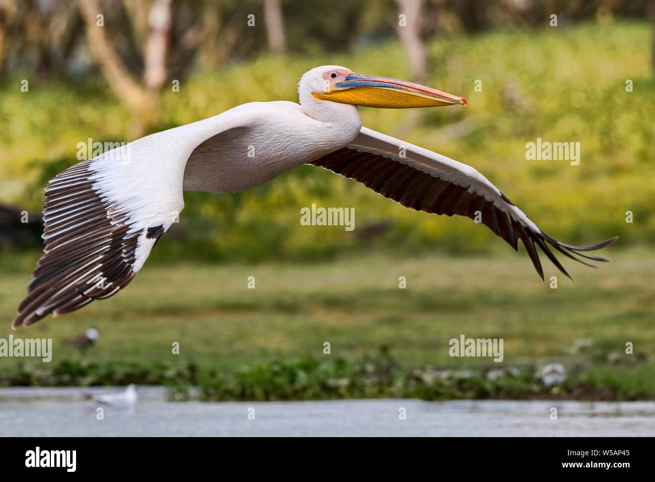 Great white pelican (Pelecanus onocrotalus) in flight, Lake Naivasha ...