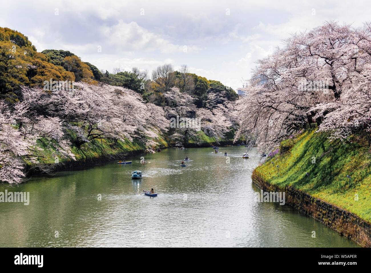 Japanese rowing in boats on the Imperial Palace canal to cherry blossom ...