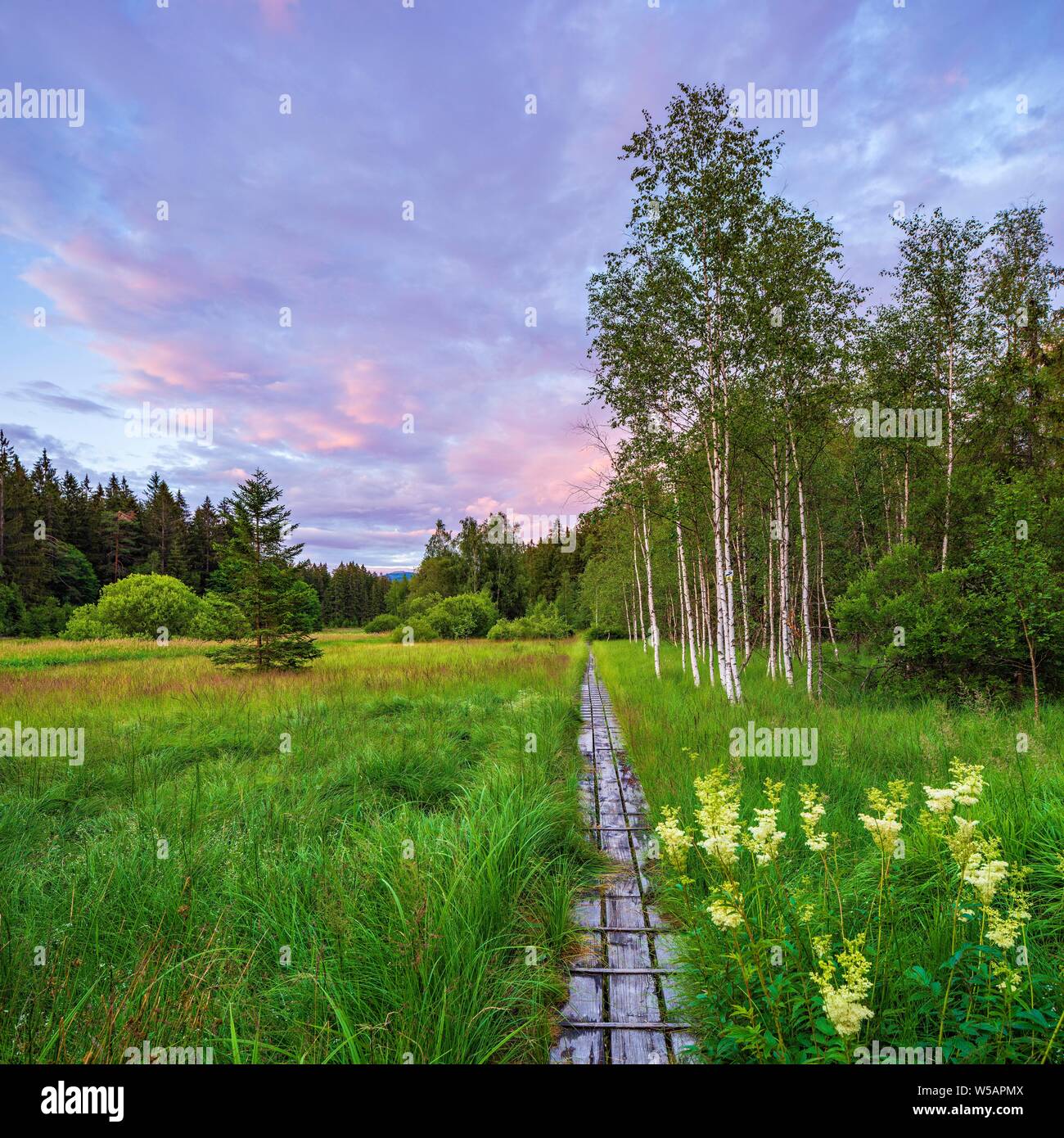 Boardwalk through high moor with swingrass, Bavarian Forest National ...