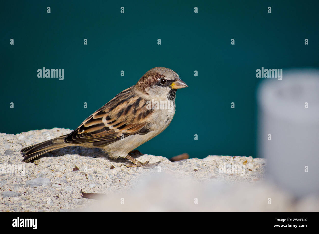 Pidgeon feed hi-res stock photography and images - Alamy