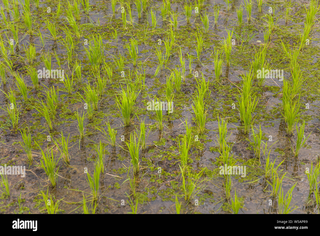 Young rice plants fresh green hi-res stock photography and images - Alamy