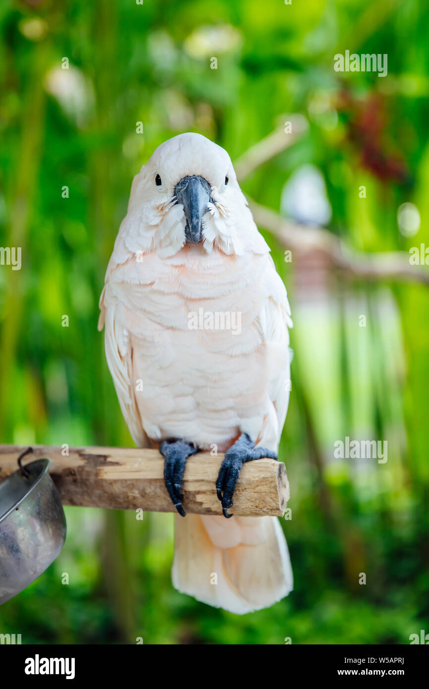 Cockatoo alba indonesia hi-res stock photography and images - Alamy