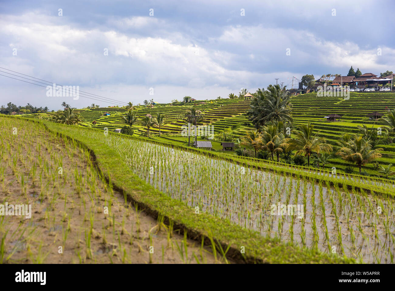 Rice fields of Jatiluwih in southeast Bali, Indonesia Stock Photo - Alamy