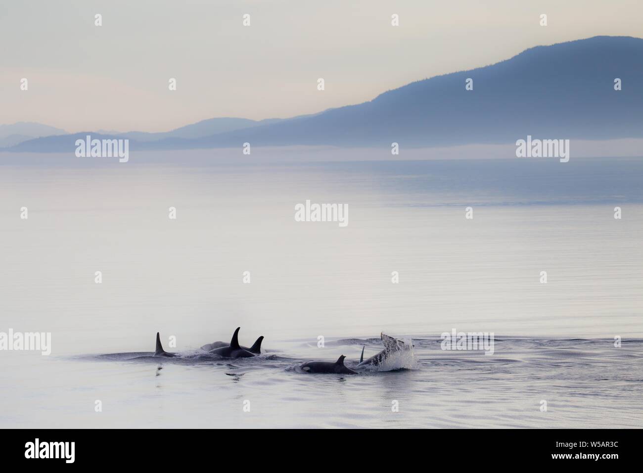 Orcas alaska hi-res stock photography and images - Alamy