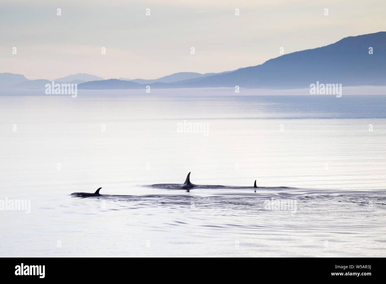 Inside passage orca killer whales hi-res stock photography and images ...