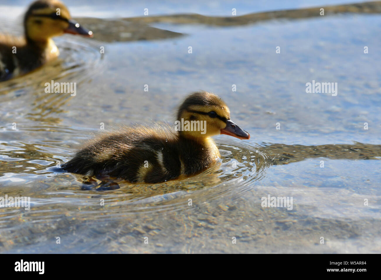 Yellow tip beak hi-res stock photography and images - Alamy