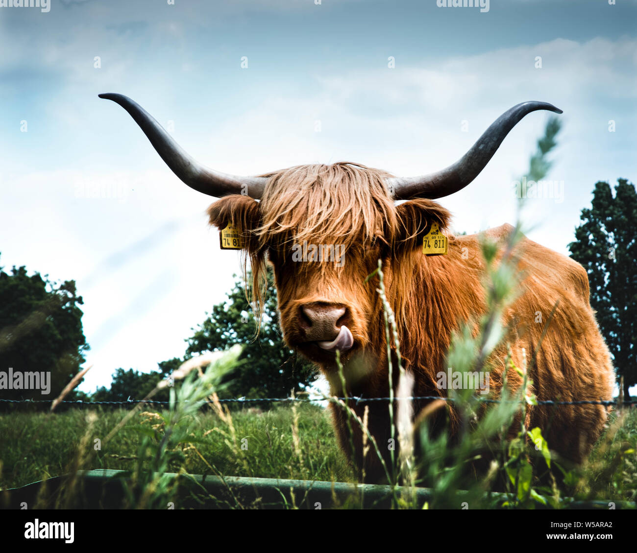 Kuh liebe hi-res stock photography and images - Alamy