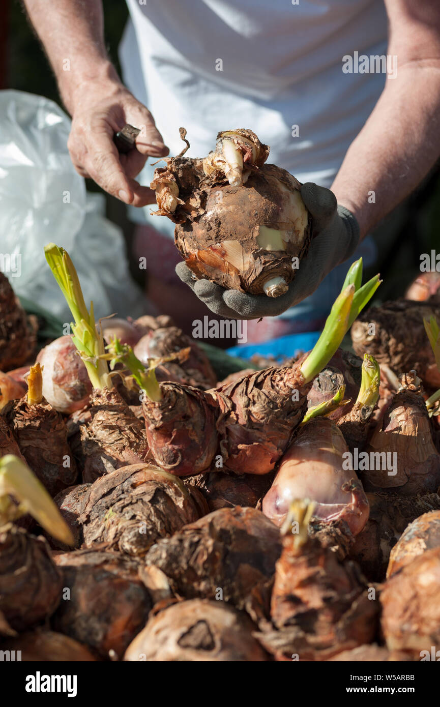 Large bulbs hi-res stock photography and images - Alamy