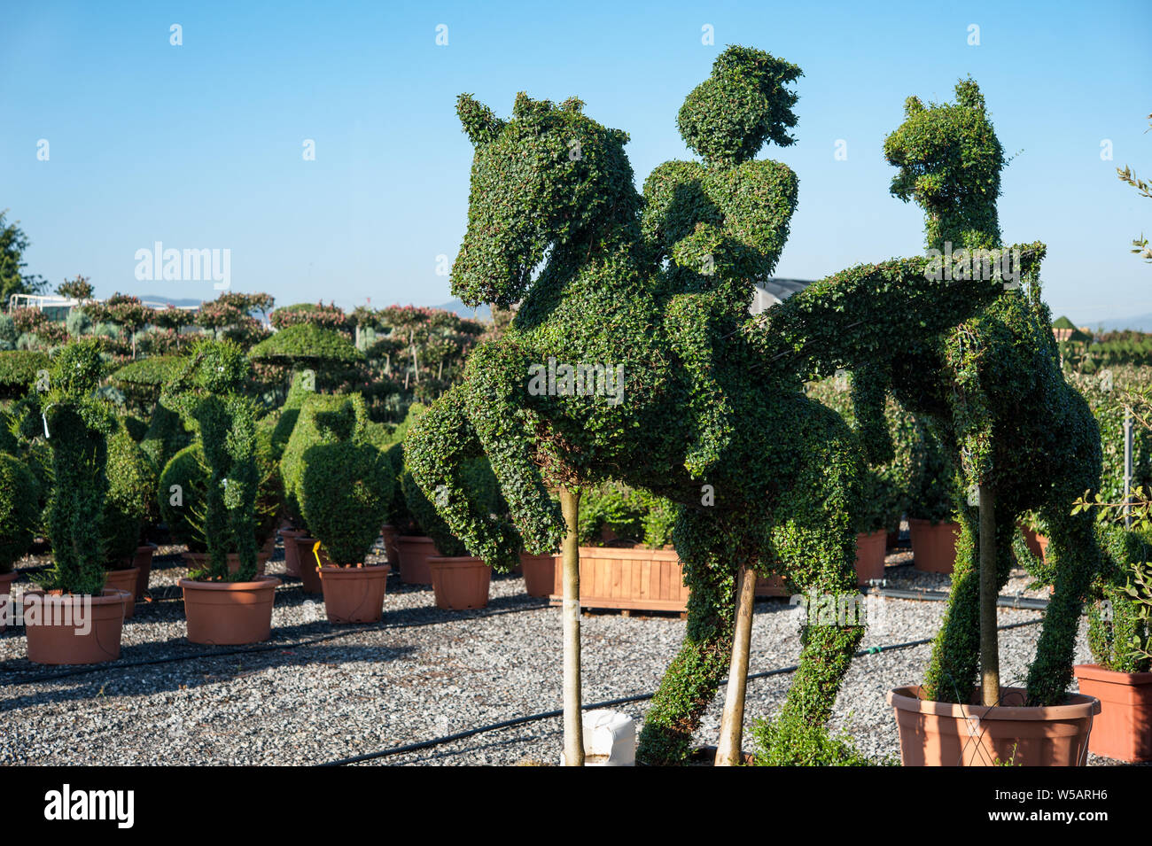 Green sculpture of horseman in a garden. Topiary tecnique Stock Photo ...