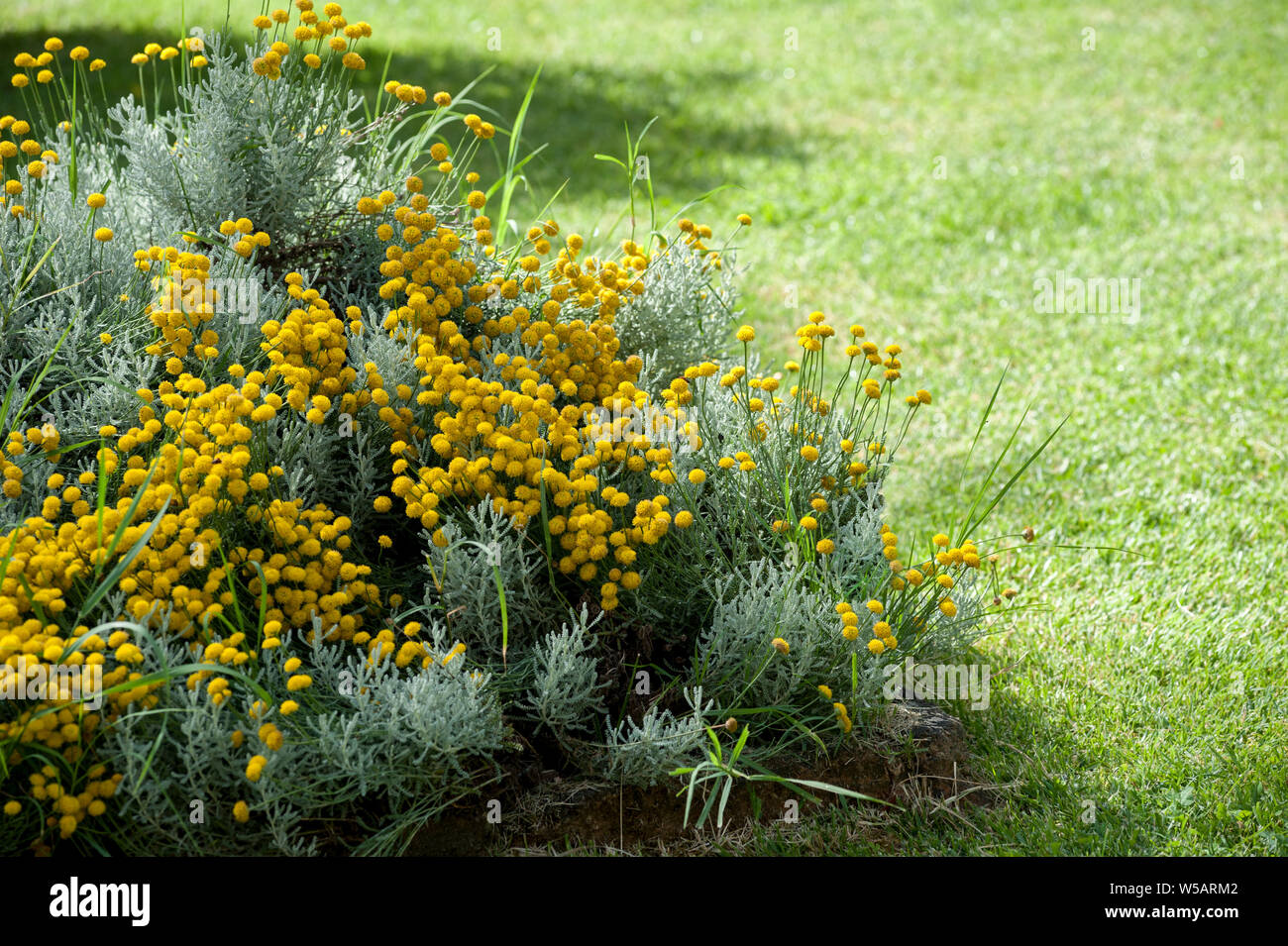 Asteraceae santolina chamaecyparissus hi-res stock photography and ...