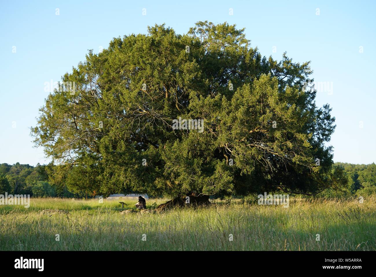 Large Yew Tree at Waverley Abbey, Farnham, Surrey Stock Photo - Alamy