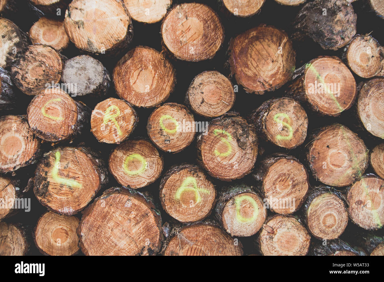UK tree and forest logging. Log piles stacked on Cannock Chase ...