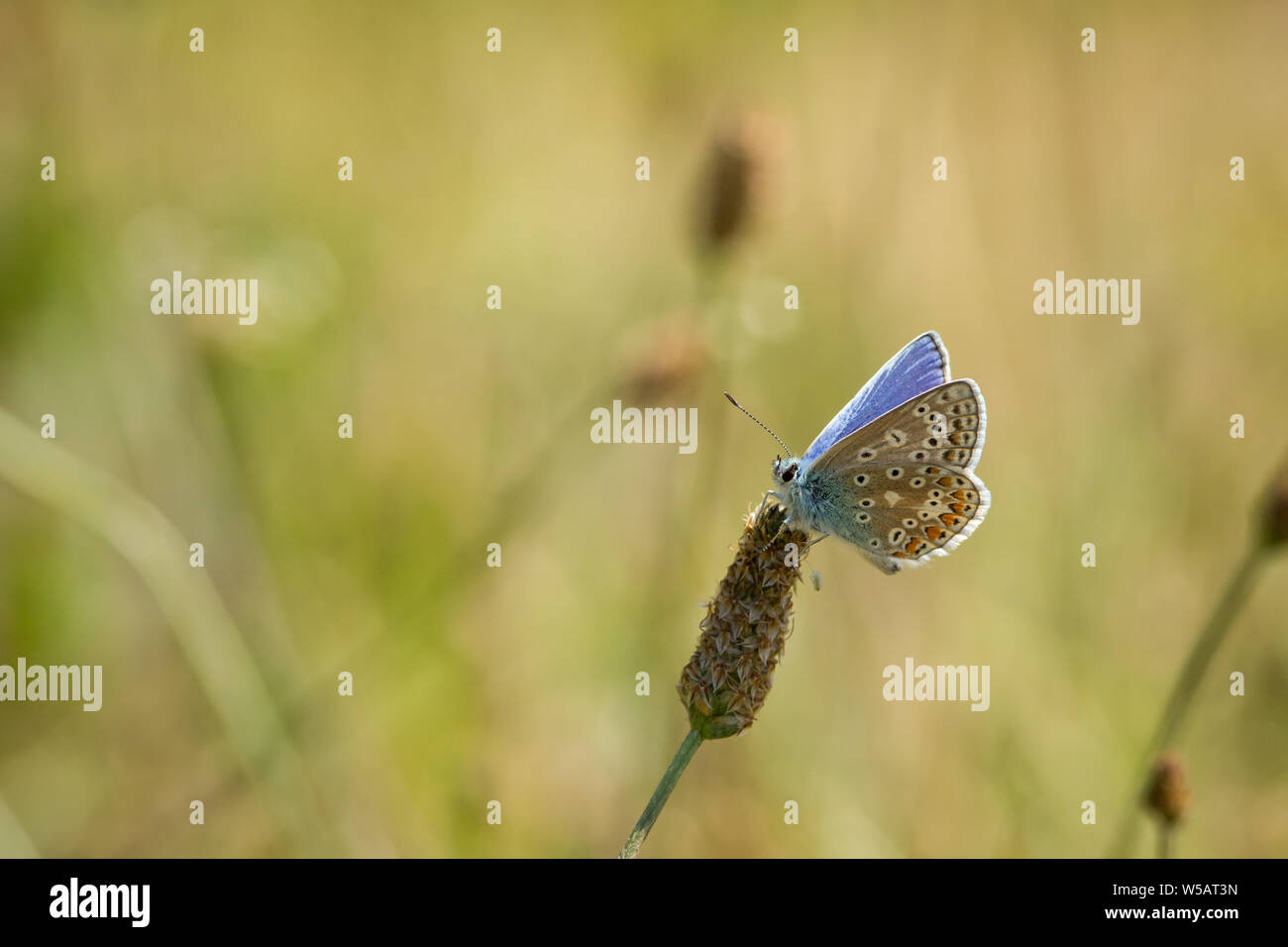 Common Blue butterfly Stock Photo - Alamy