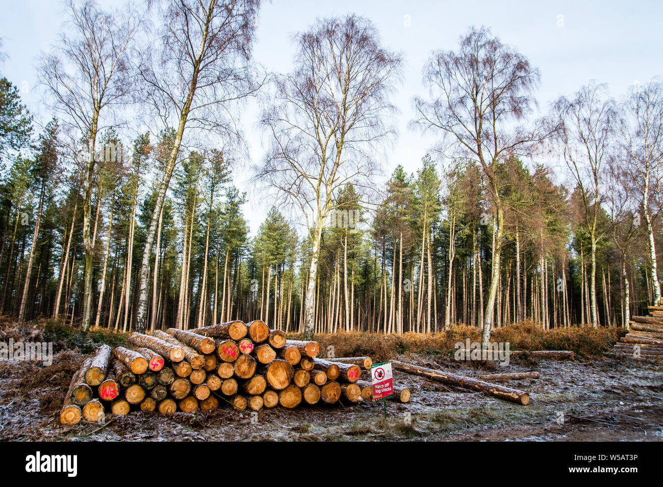 UK tree and forest logging. Log piles stacked on Cannock Chase ...