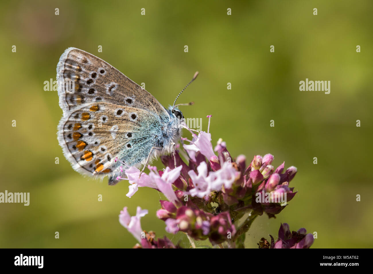 Common Blue butterfly Stock Photo - Alamy