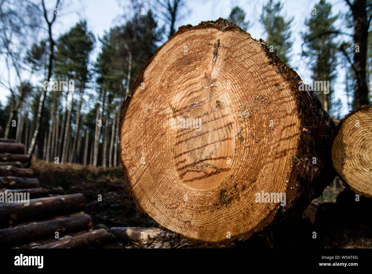 UK tree and forest logging. Log piles stacked on Cannock Chase ...