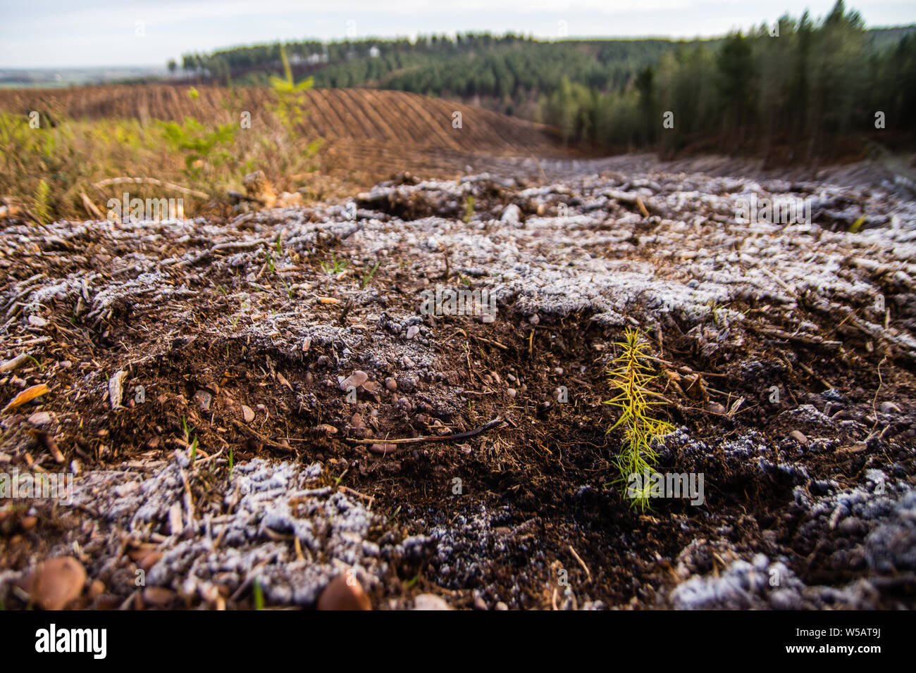 UK tree and forest logging. Cleared forest land on Cannock Chase ...