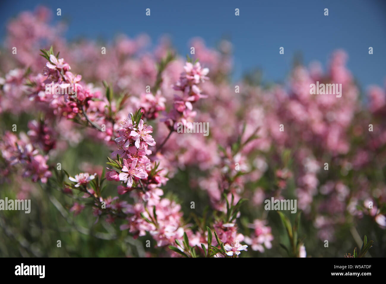 Dwarf Flowering Almond (Prunus Tenella) shrubs in the prairie Stock ...