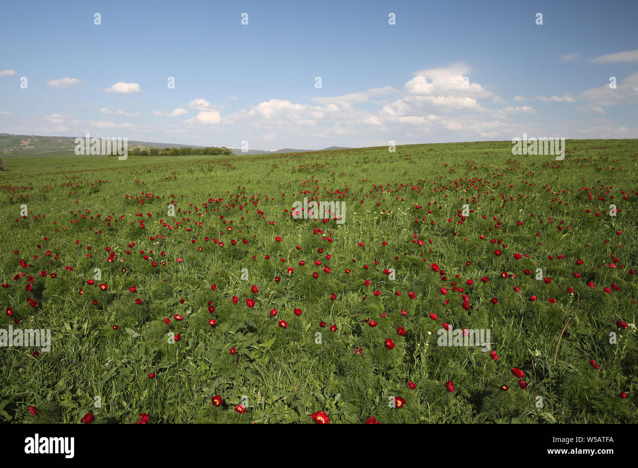 Paeonia wild hi-res stock photography and images - Alamy