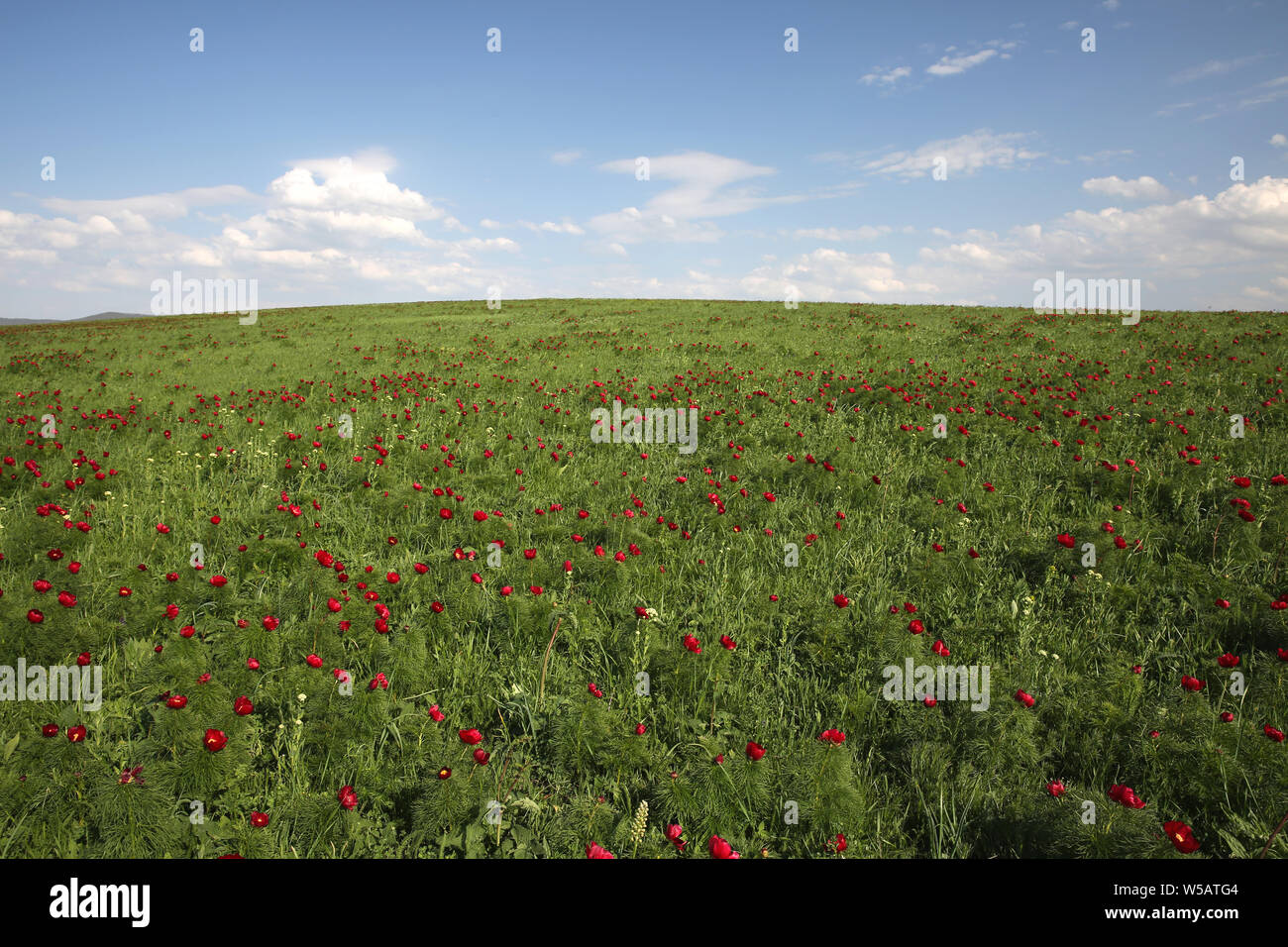 Wild peonies blooming on the hills Stock Photo - Alamy