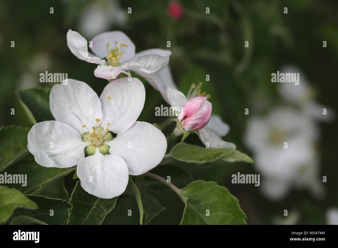Apple Tree blossom Stock Photo - Alamy