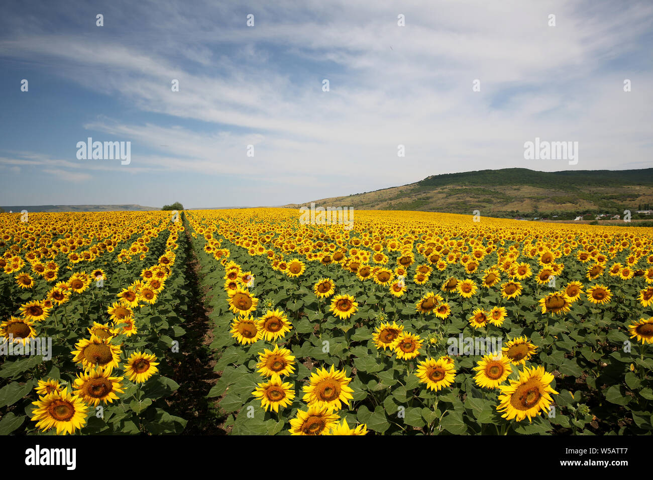 Sunflower field hi-res stock photography and images - Alamy