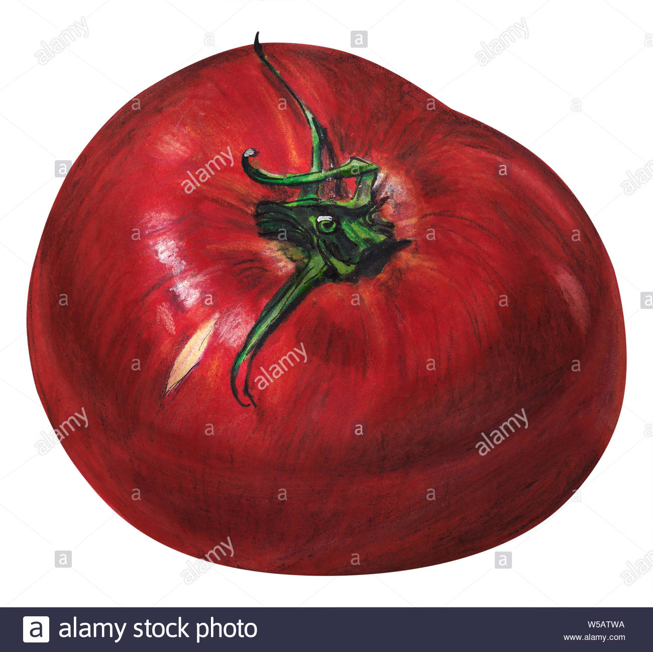 Hand Drawn Illustration Drawing Tomato High Resolution Stock ...