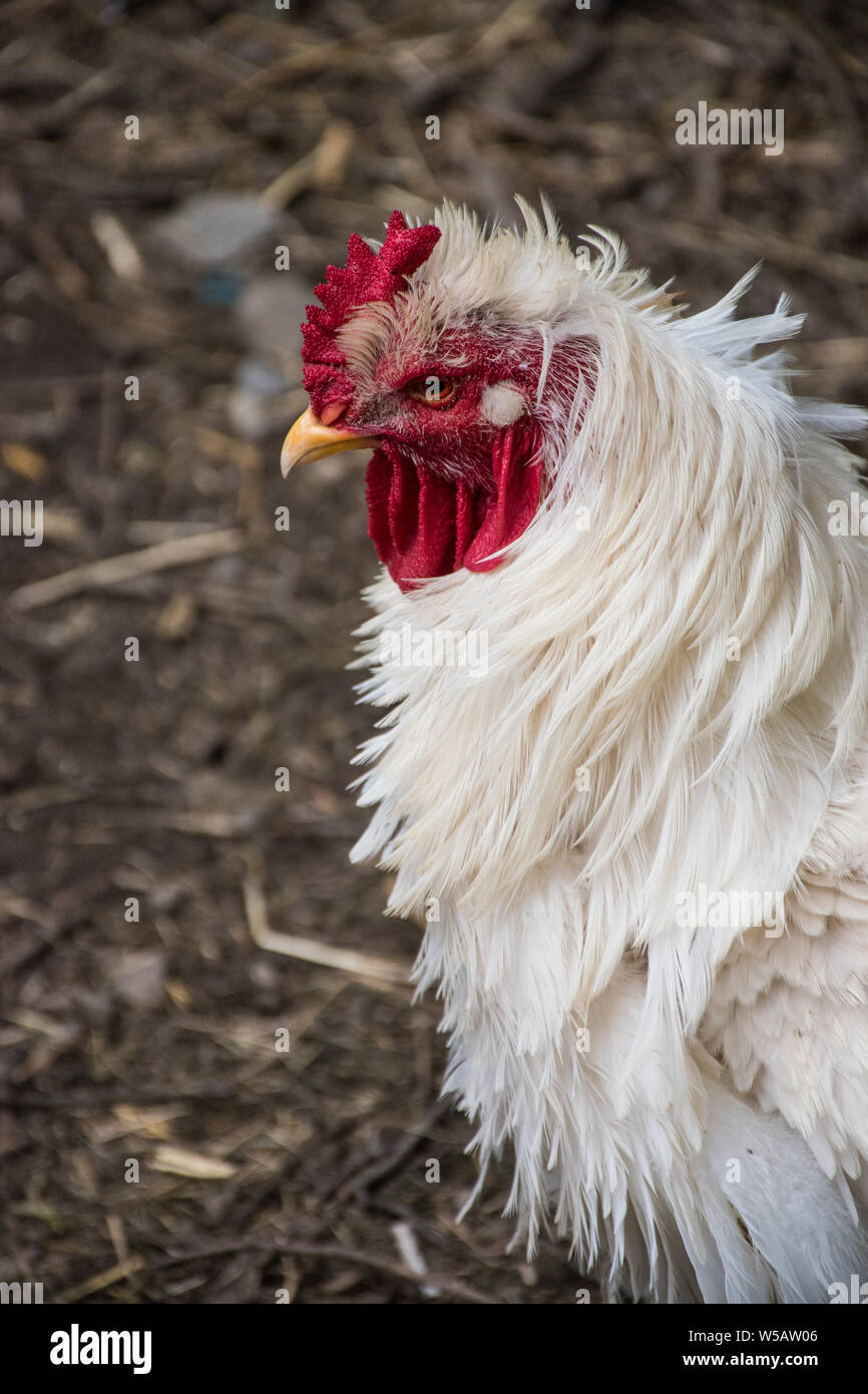 Cockerel portrait. (Frizzle cross Stock Photo - Alamy