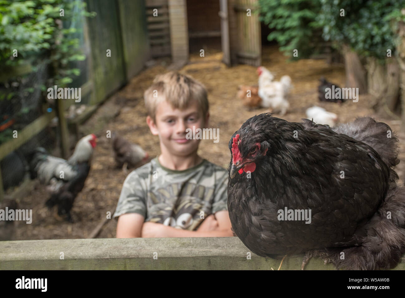 Selling live chickens hi-res stock photography and images - Alamy