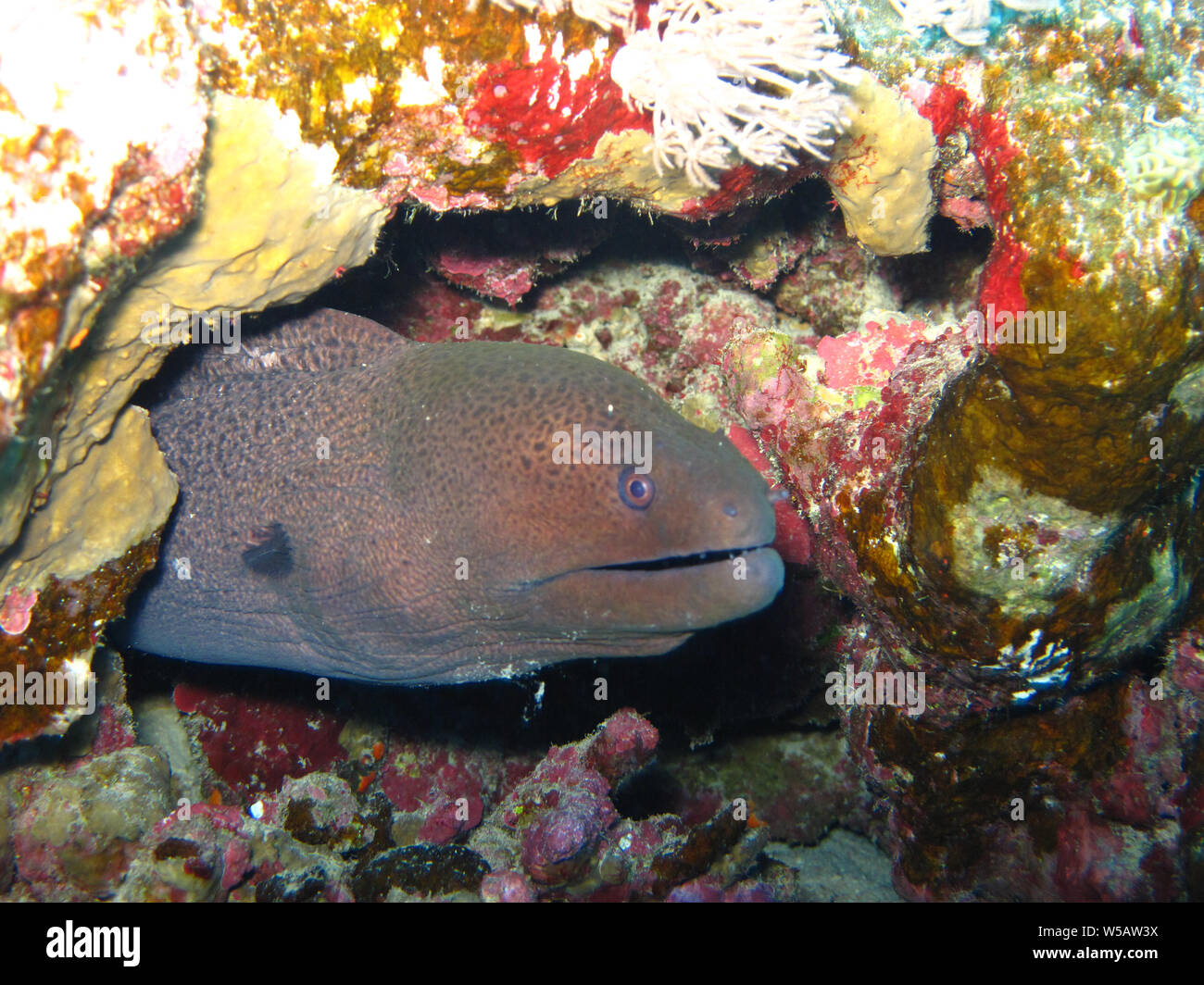 A moray eel (muraenidae), coming out of a hole in the Red Sea off the ...