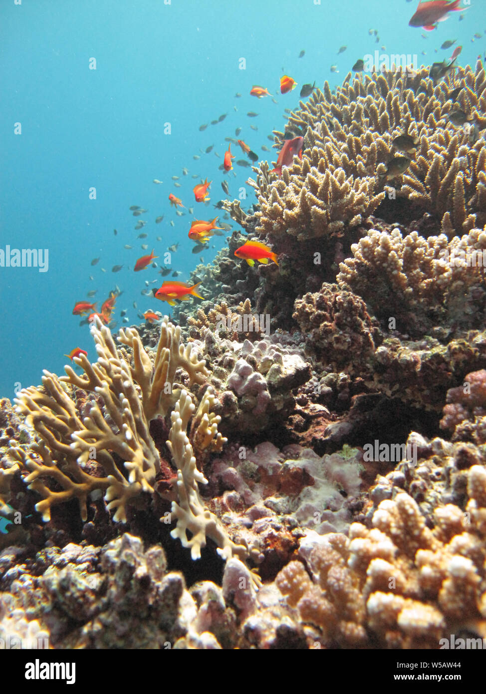 Yanbu and coral hi-res stock photography and images - Alamy