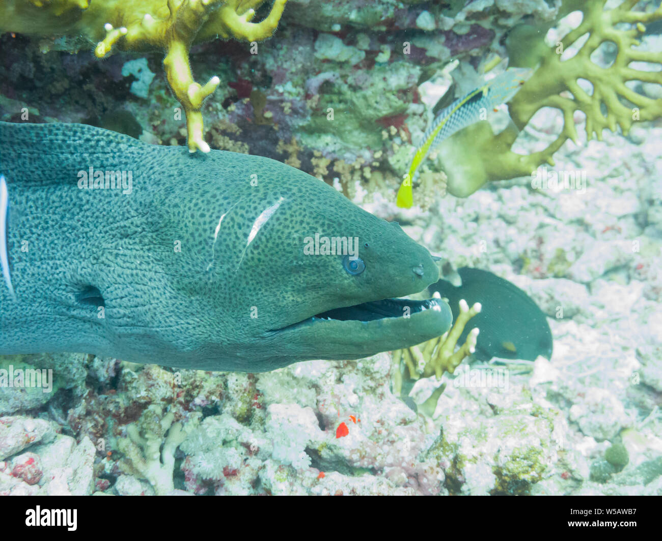 A moray eel (muraenidae), coming out of a hole in the Red Sea off the ...