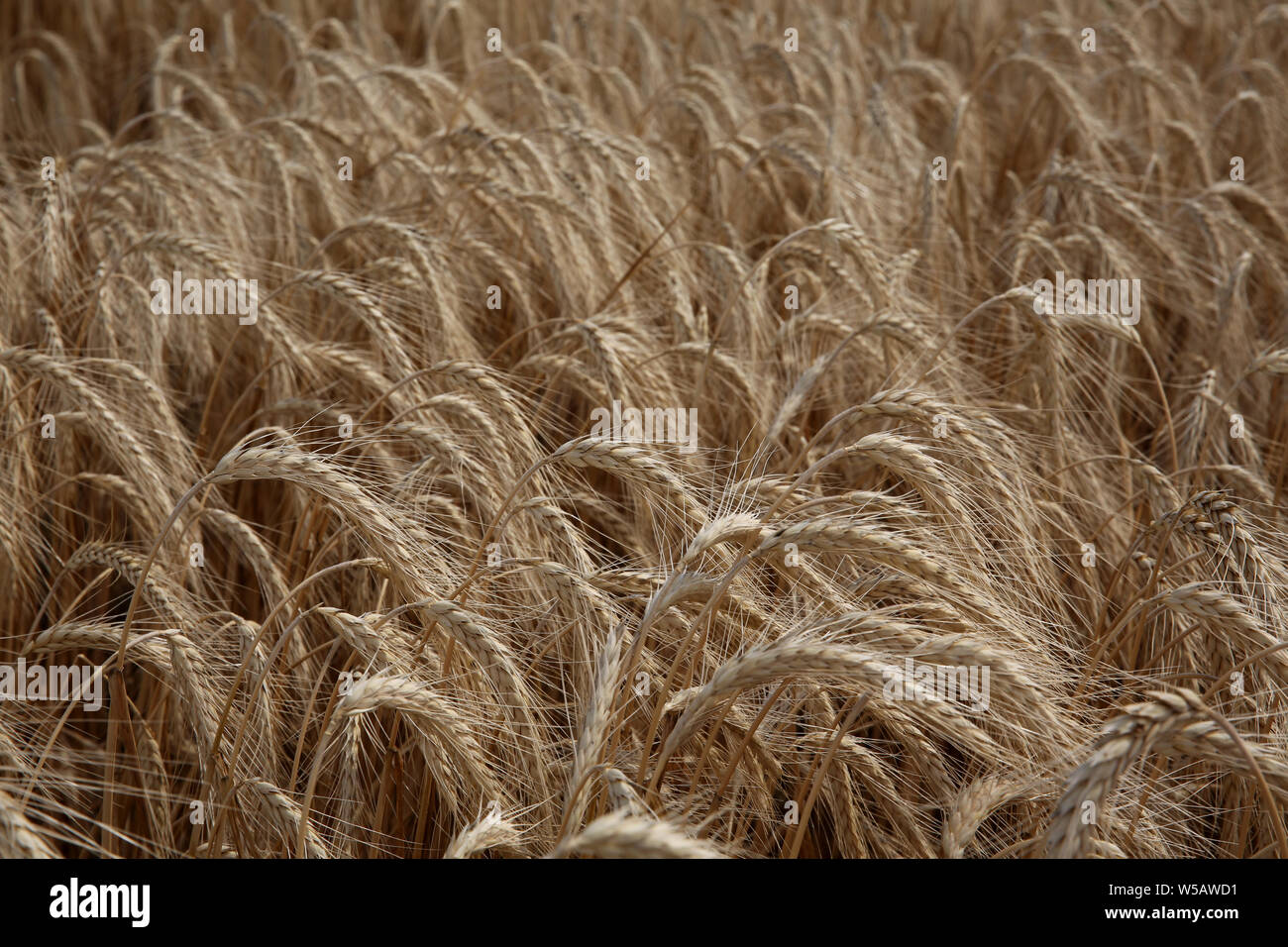 Golden wheat field close up Stock Photo - Alamy
